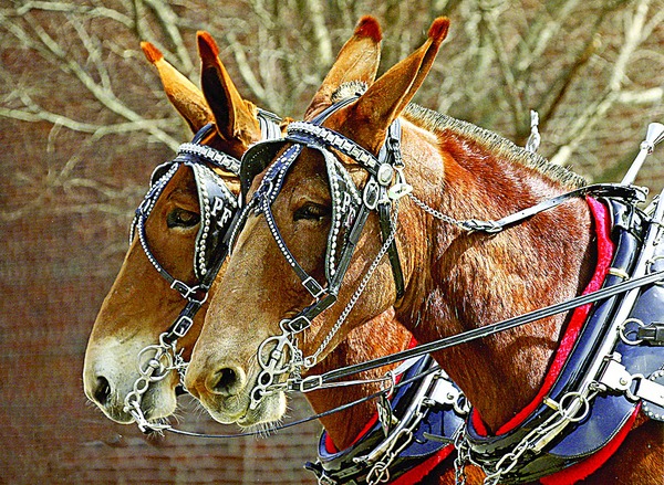 Mules To Be Featured In National Calendar | News, Sports, Jobs - Wetzel ...